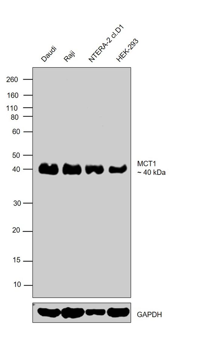 MCT1 Monoclonal Antibody (P14612) (MA5-18288)