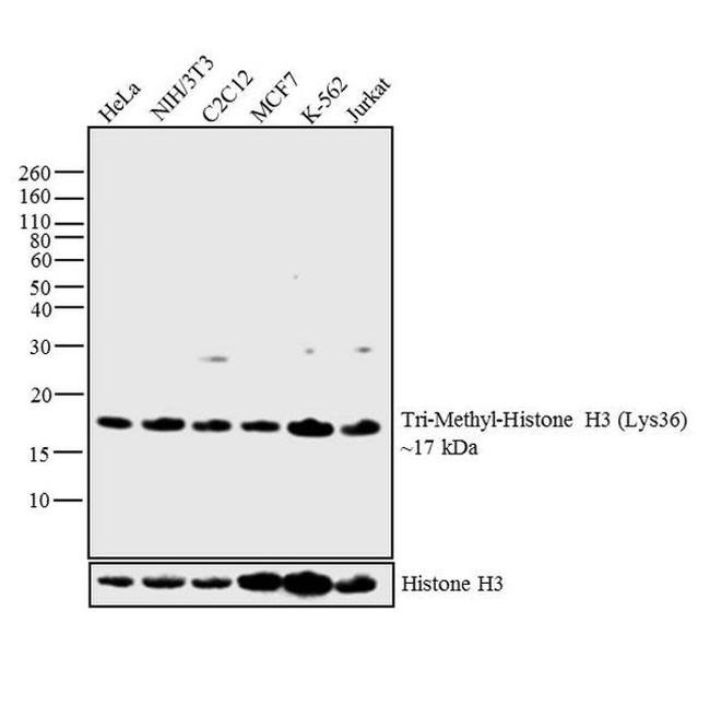 H3K36me3 Recombinant Monoclonal Antibody (RM155), ChIP-Verified (MA5-24687)
