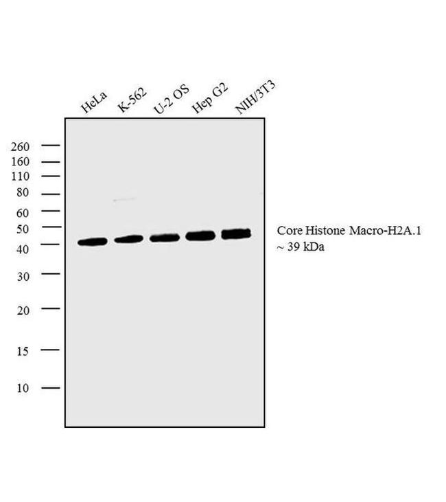 Histone Macro-H2A.1 Recombinant Monoclonal Antibody (RM248) (MA5-24696)