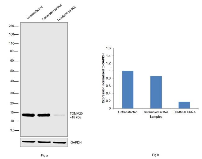 TOMM20 Antibody (MA5-24859)