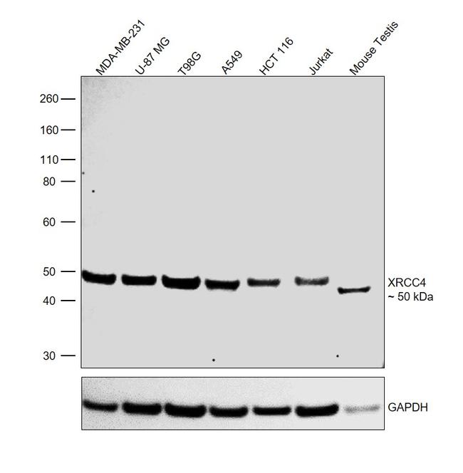 XRCC4 Monoclonal Antibody (OTI4H9) (MA5-24983)