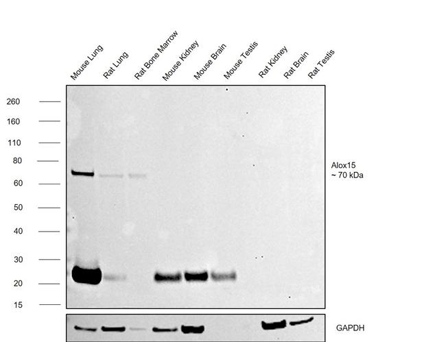 ALOX15 Monoclonal Antibody (OTI7H6) (MA5-25891)