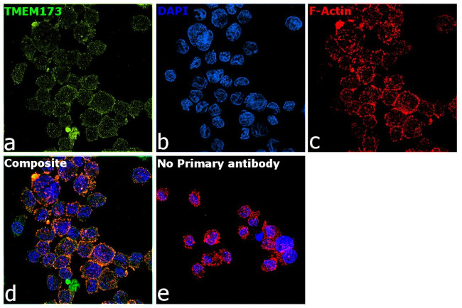 STING Antibody (MA5-26030)