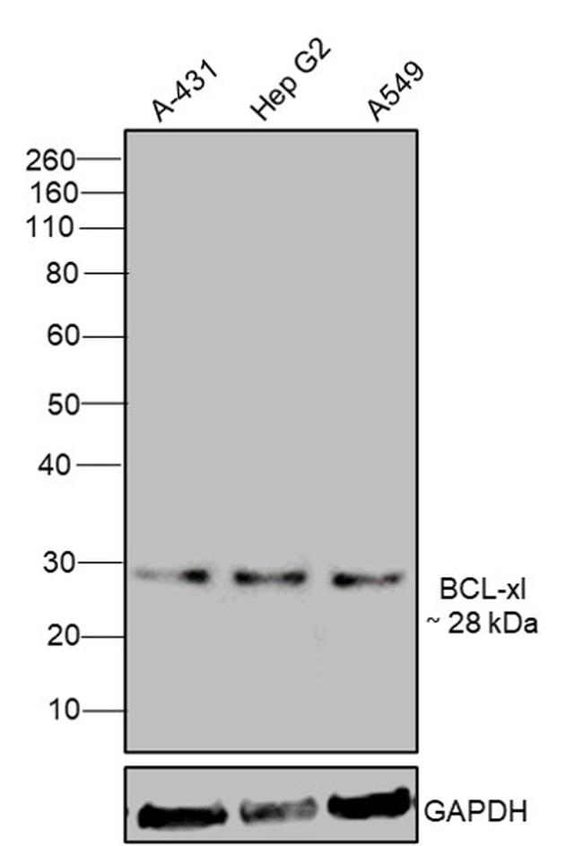 Bcl-xL Recombinant Monoclonal Antibody (016) (MA5-29049)