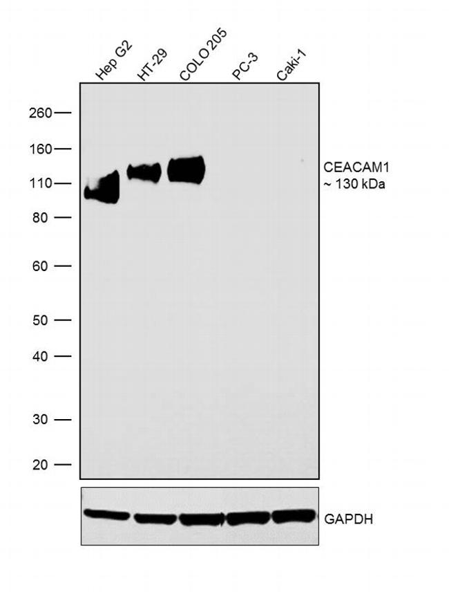 CEACAM1 Recombinant Monoclonal Antibody (003) (MA5-30210)
