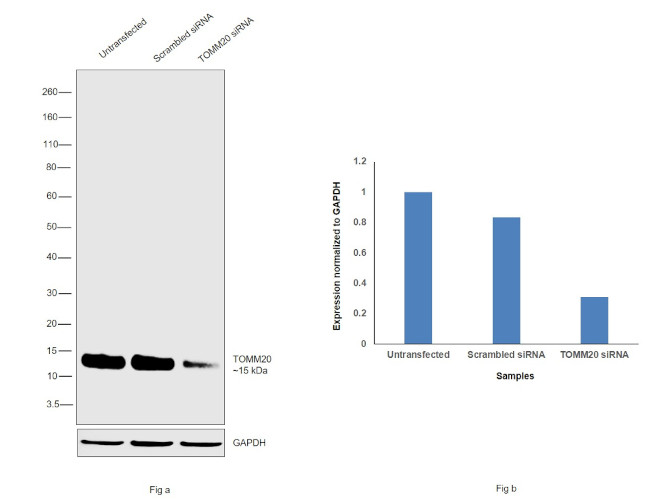 TOMM20 Antibody (MA5-32148)