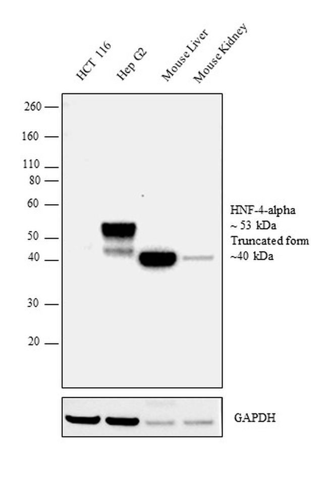 HNF4A Antibody (MA5-32295)