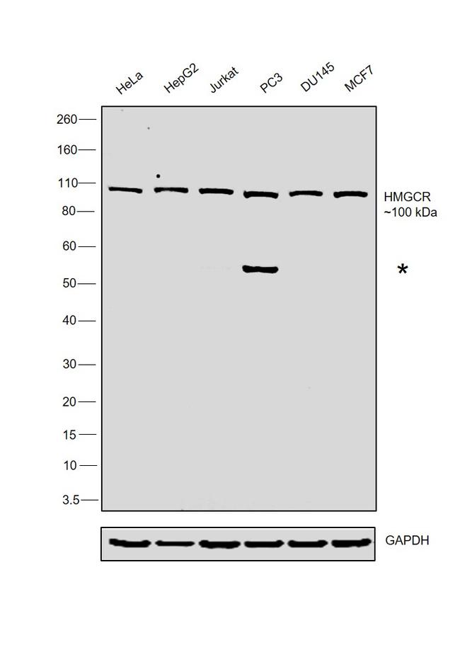 HMGCR Recombinant Monoclonal Antibody (JF0981) (MA5-32521)