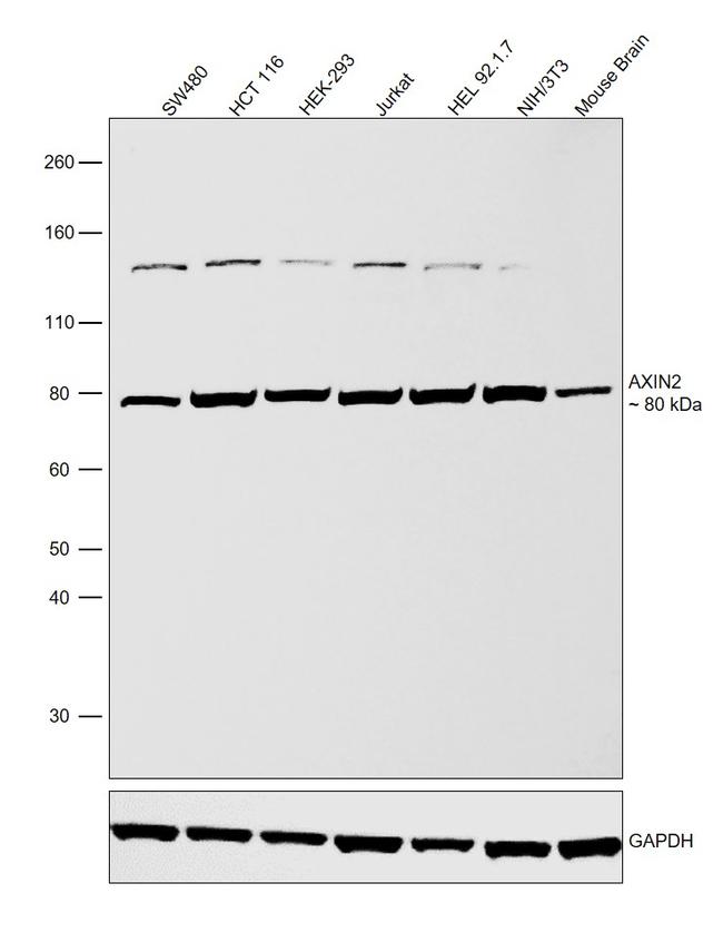AXIN2 Recombinant Monoclonal Antibody (JM11-30) (MA5-32646)