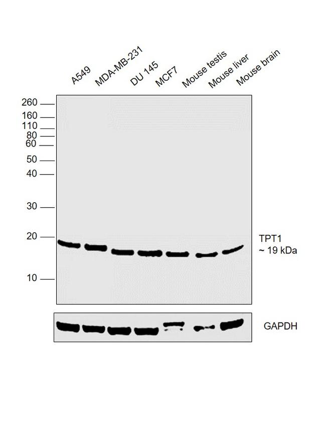 TPT1 Recombinant Monoclonal Antibody (JU13-32) (MA5-32830)