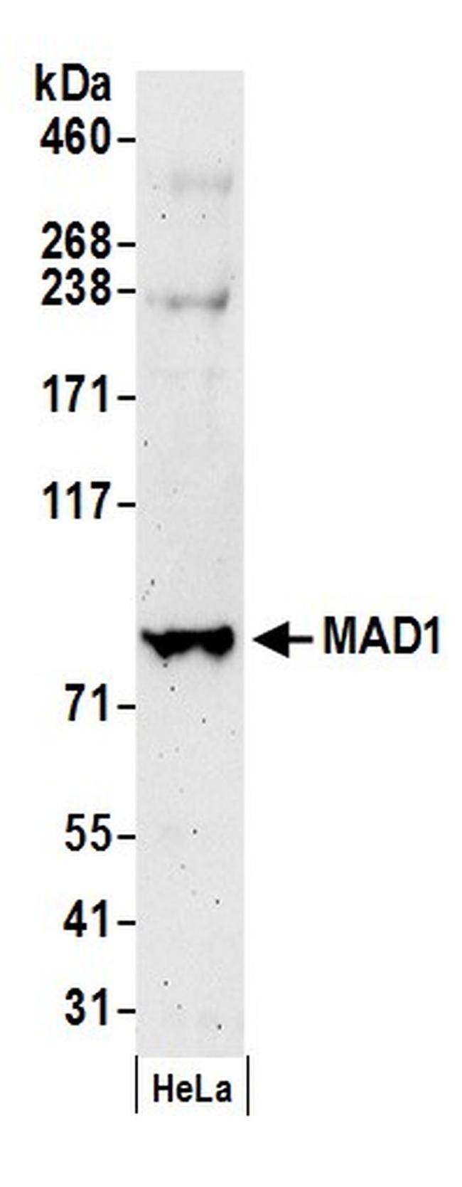 MAD1 Polyclonal Antibody (A300-339A-T)