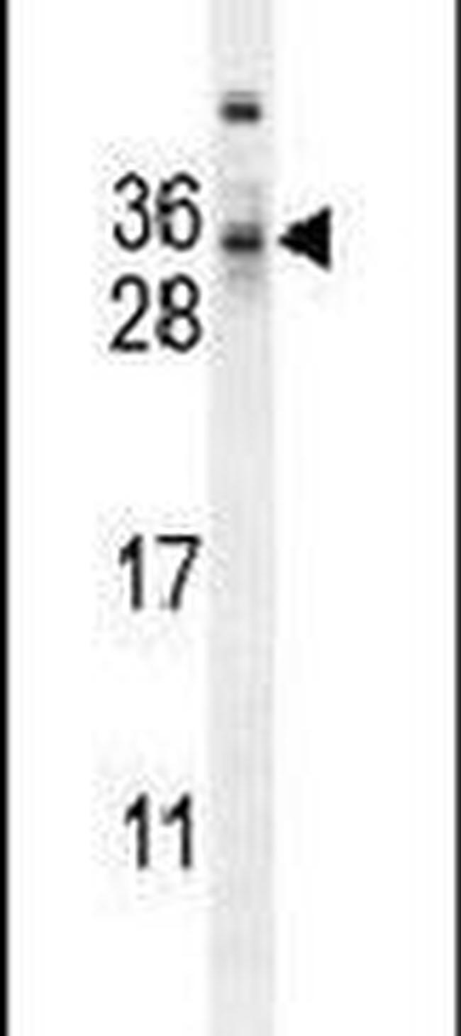 MAF1 Antibody (PA5-23712)