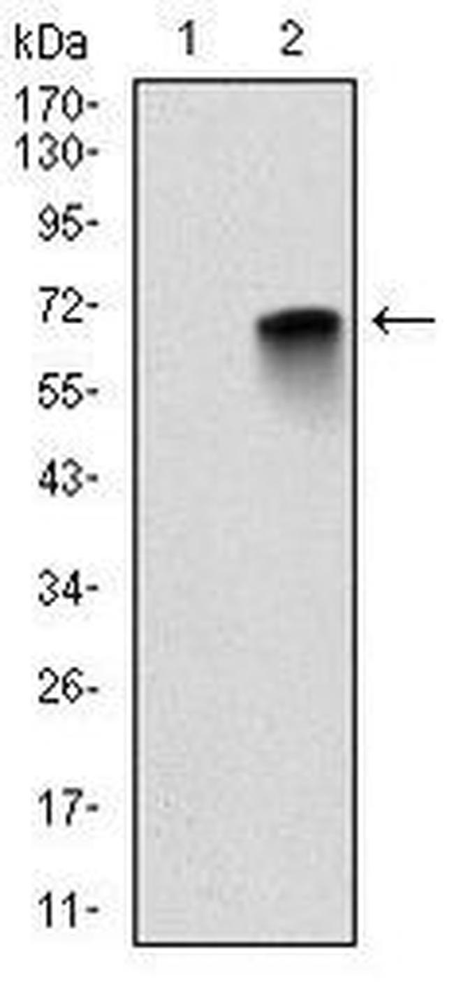 MBP Antibody (MA5-15922)