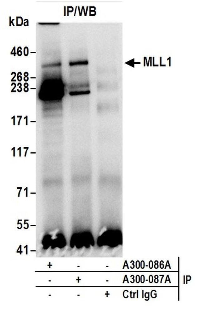 MLL1 Antibody (A300-086A)