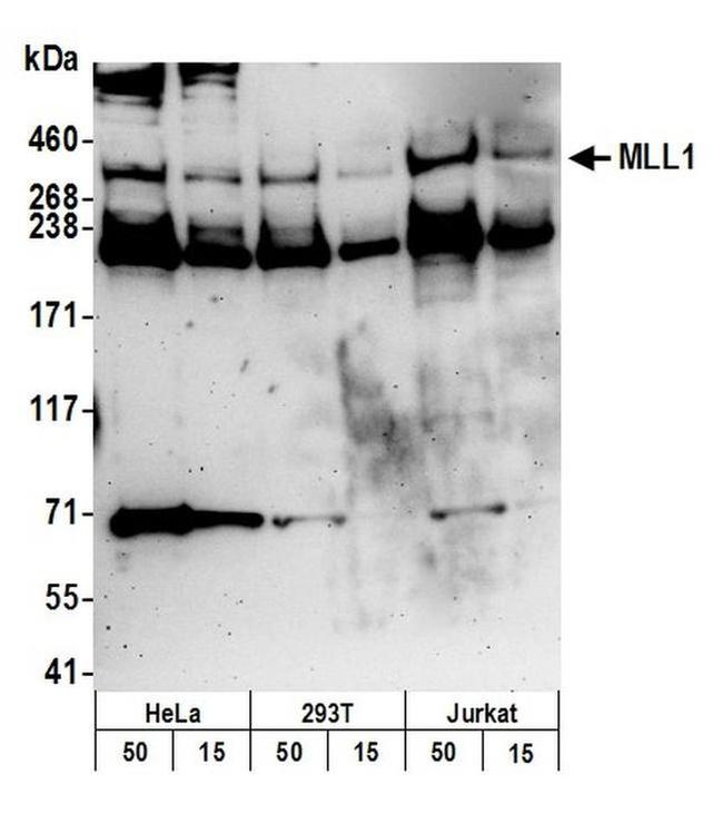 MLL1 Polyclonal Antibody (A300-086A)