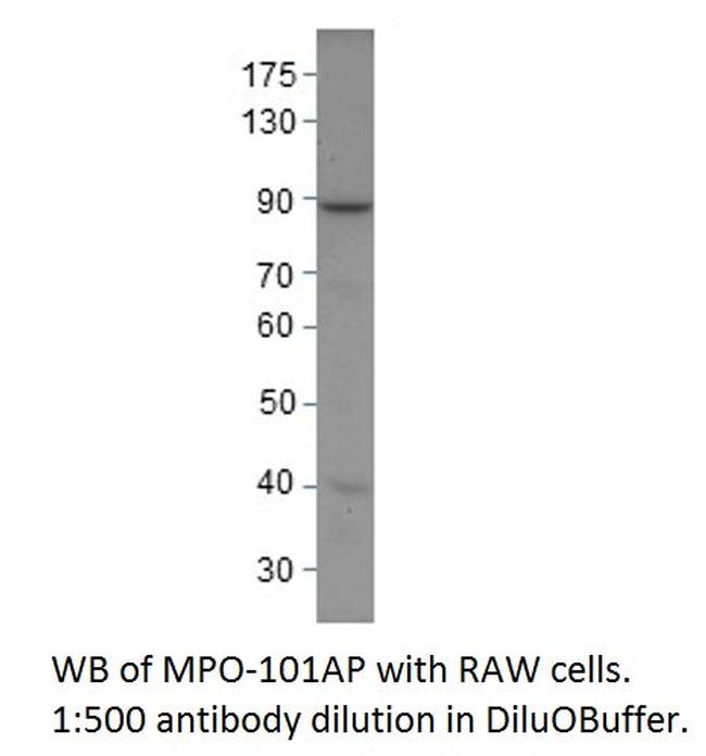 Myeloperoxidase Antibody (MPO-101AP)