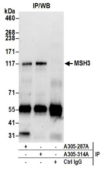 MSH3 Polyclonal Antibody (A305-287A)