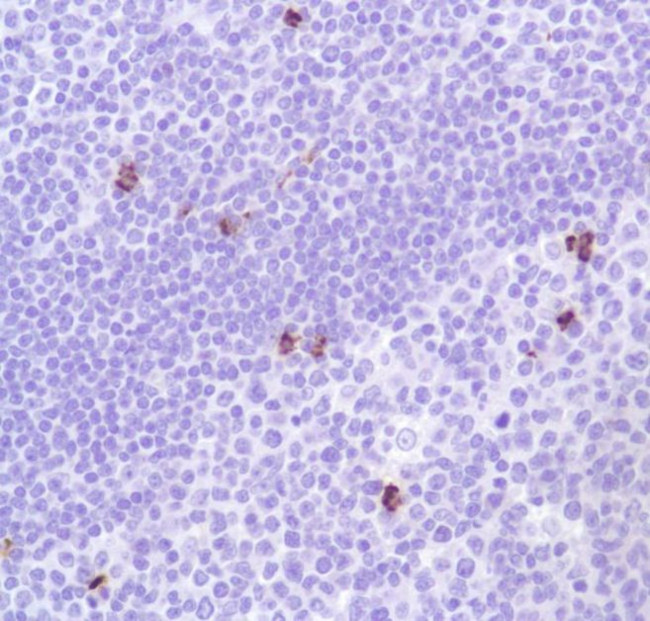 Myeloperoxidase Antibody (MA5-16383)