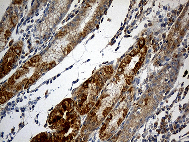 NDUFA2 Monoclonal Antibody (OTI5A5) (CF811465)