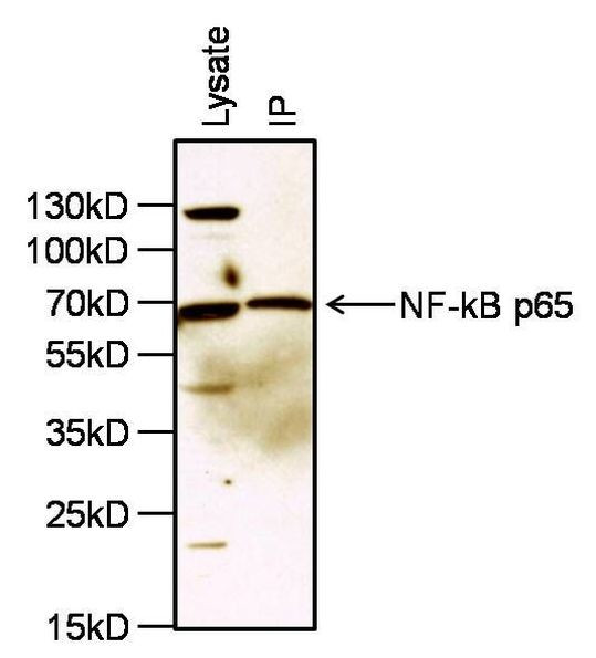 NFkB p65 Antibody (PA1-186)