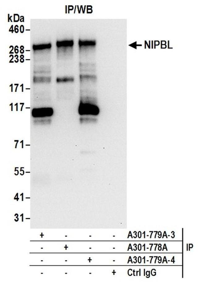 NIPBL Antibody (A301-779A)
