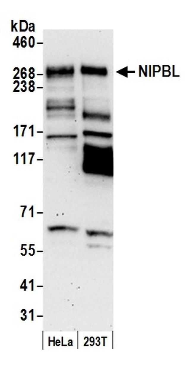 NIPBL Antibody (A301-779A)