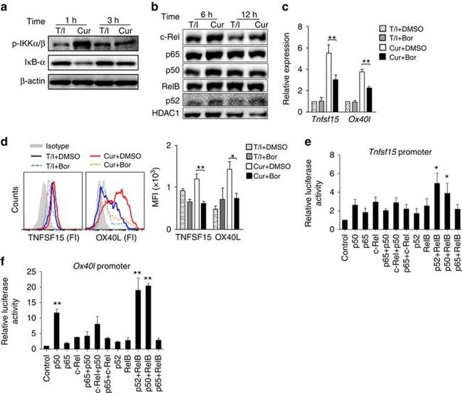 CD252 (OX40 Ligand) Antibody, APC (17-5905-82)