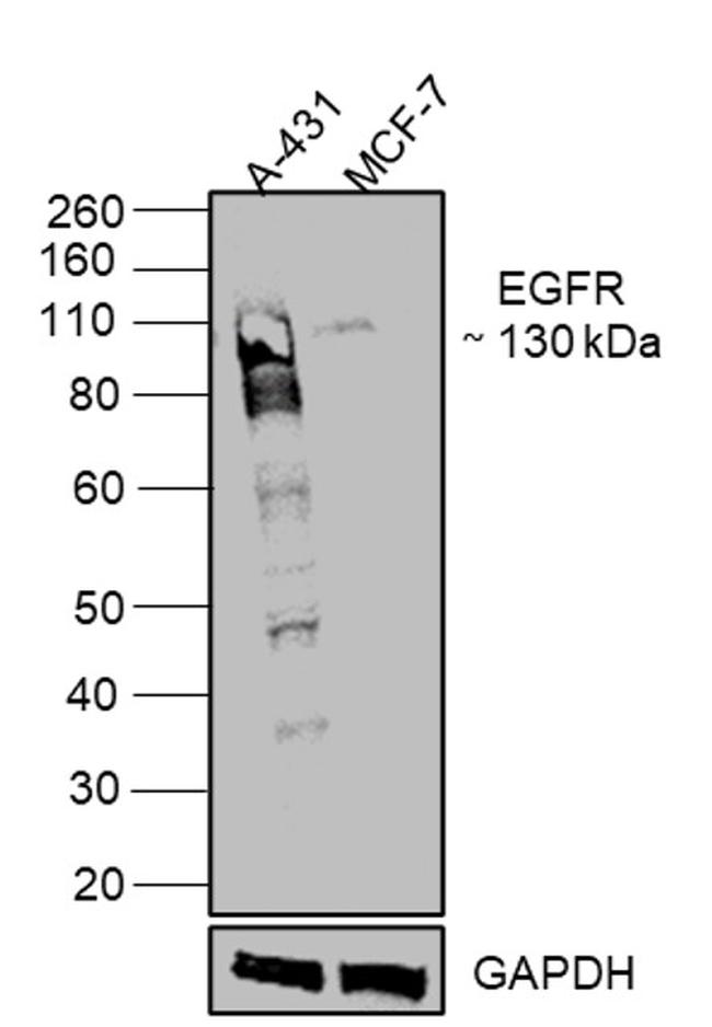 EGFR Polyclonal Antibody (PA1-1110)