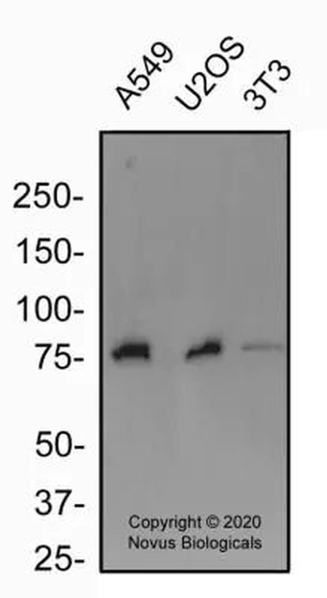 FXR Antibody (PA1-16822)