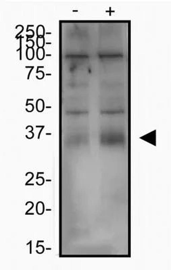 SLC7A11 Polyclonal Antibody (PA1-16893)