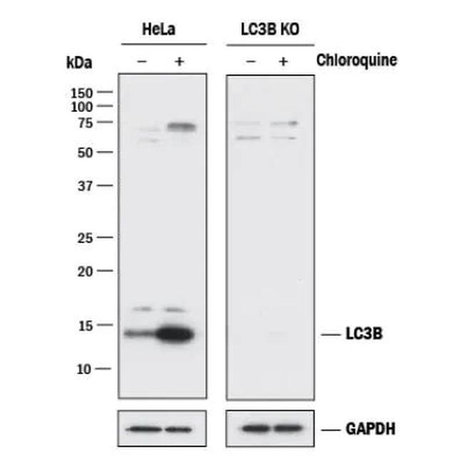 LC3B Antibody (PA1-16930)