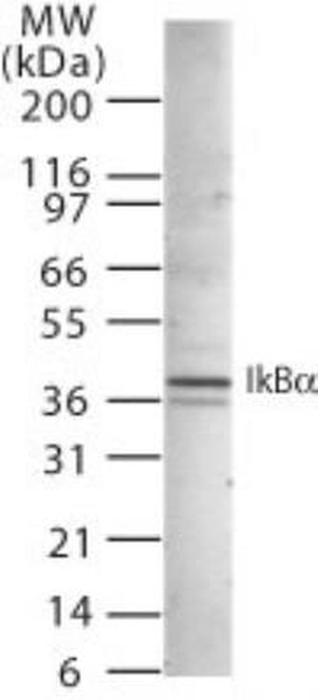 IkB alpha Antibody (PA1-41127)