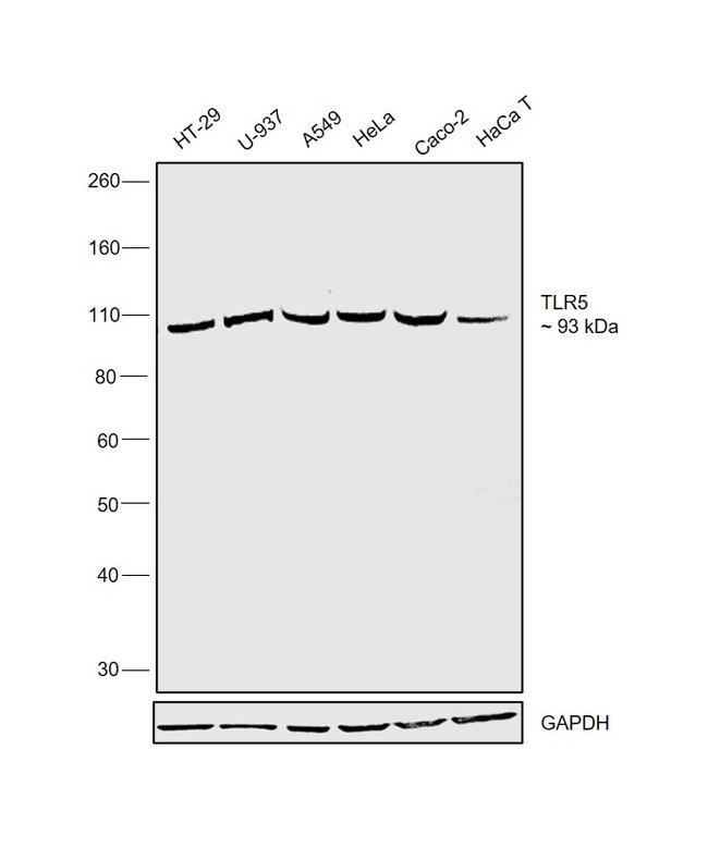 TLR5 Polyclonal Antibody (PA1-41139)