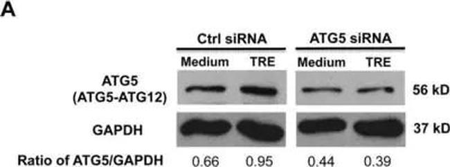 ATG5 Antibody (PA1-46178)