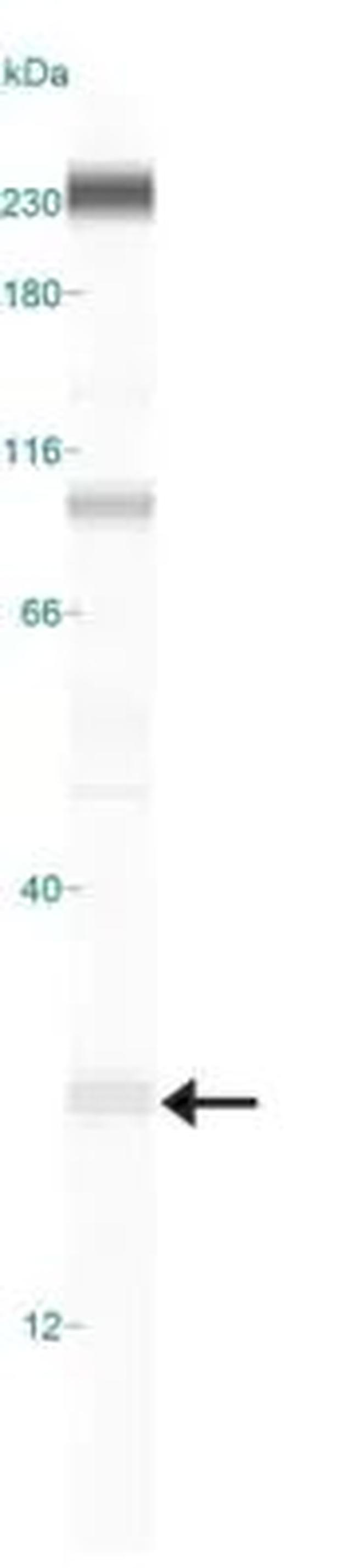 ATG5 Antibody (PA1-46178)