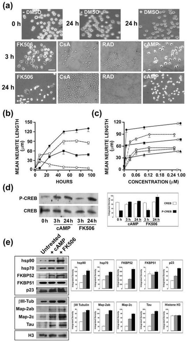 FKBP5 Antibody (PA1-020)