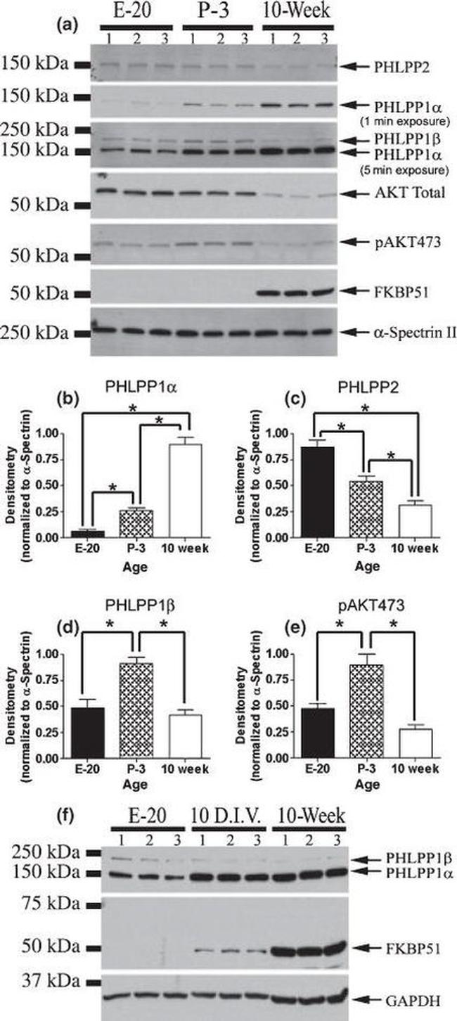 FKBP5 Antibody (PA1-020)