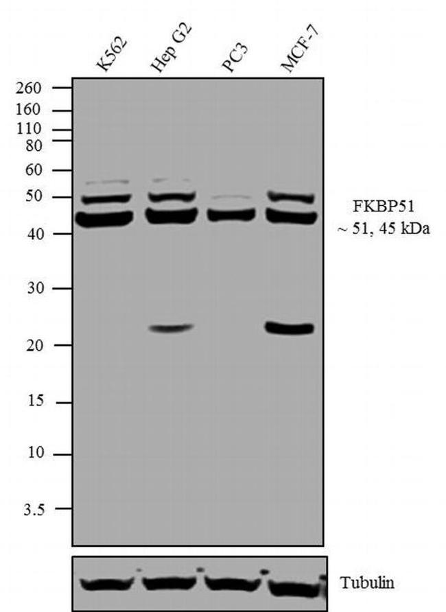 FKBP5 Antibody (PA1-020)