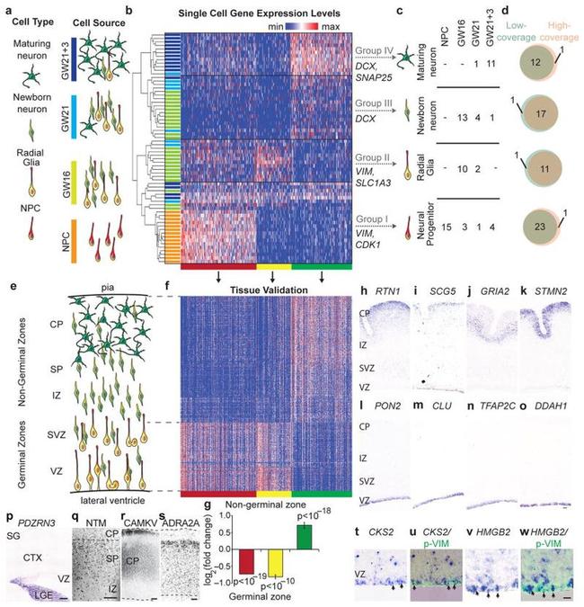 alpha-2a Adrenergic Receptor Antibody (PA1-048)