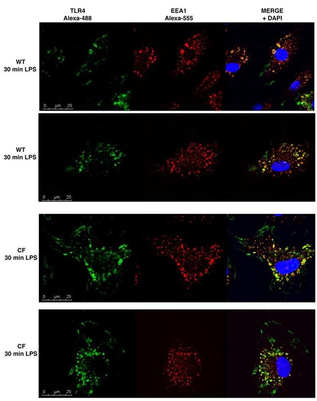 EEA1 Antibody (PA1-063A)