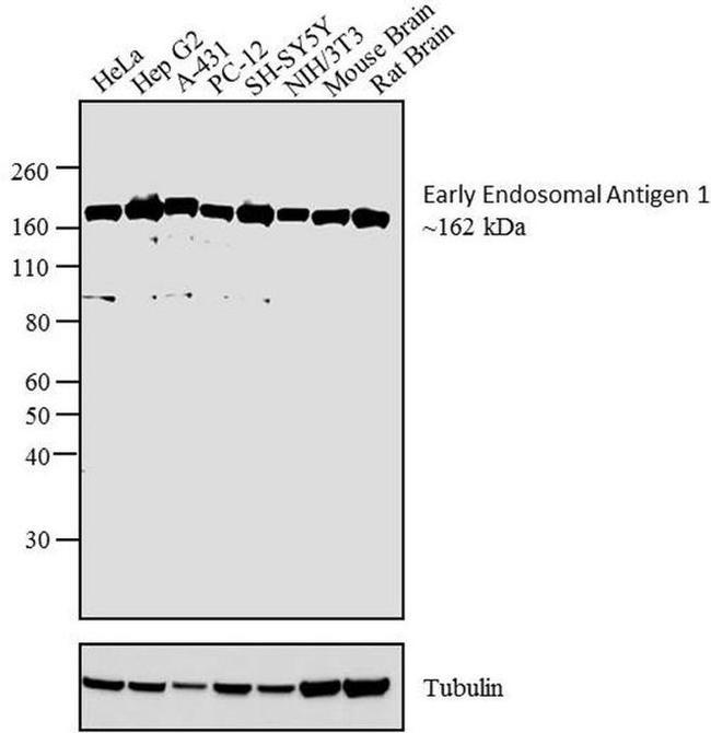 EEA1 Polyclonal Antibody (PA1-063A)
