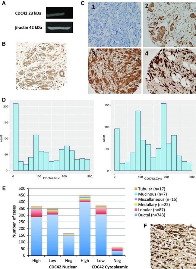 Cdc42 Antibody (PA1-092)