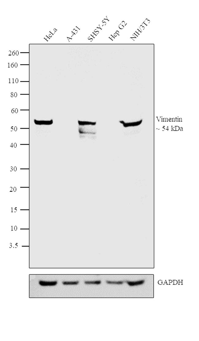 Vimentin Polyclonal Antibody (PA1-10003)
