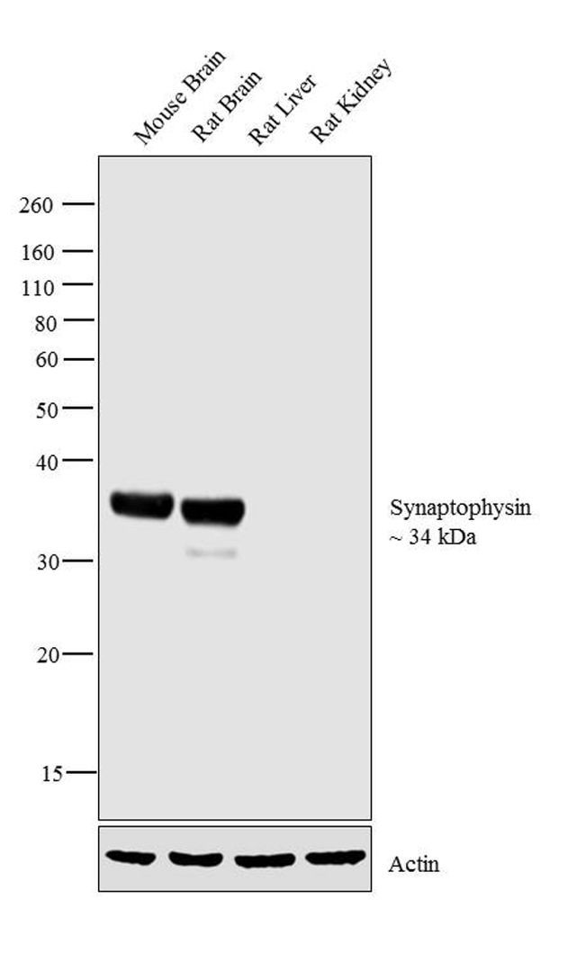 Synaptophysin Antibody (PA1-1043)