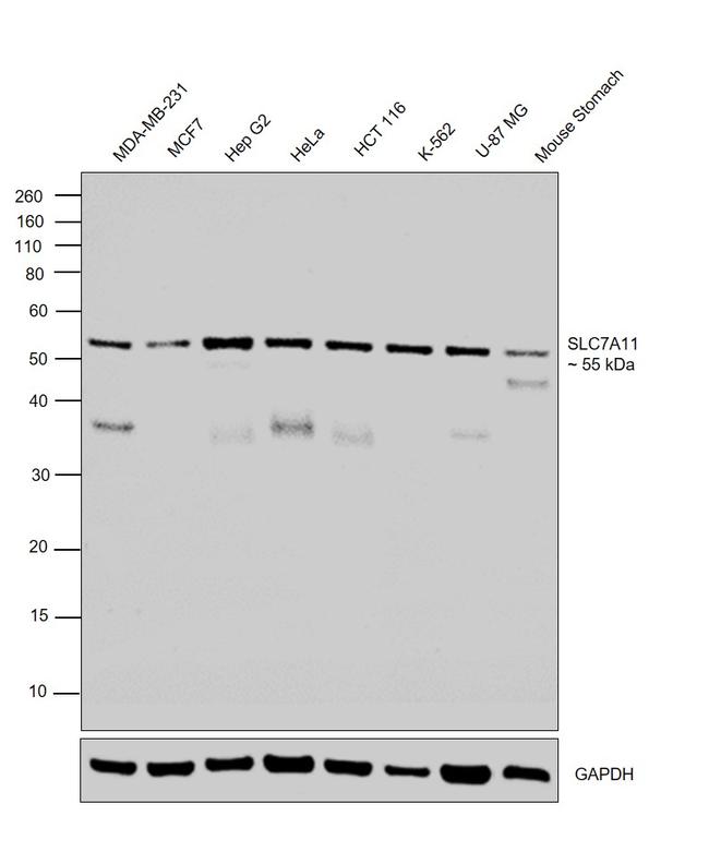 SLC7A11 Polyclonal Antibody (PA1-16775)