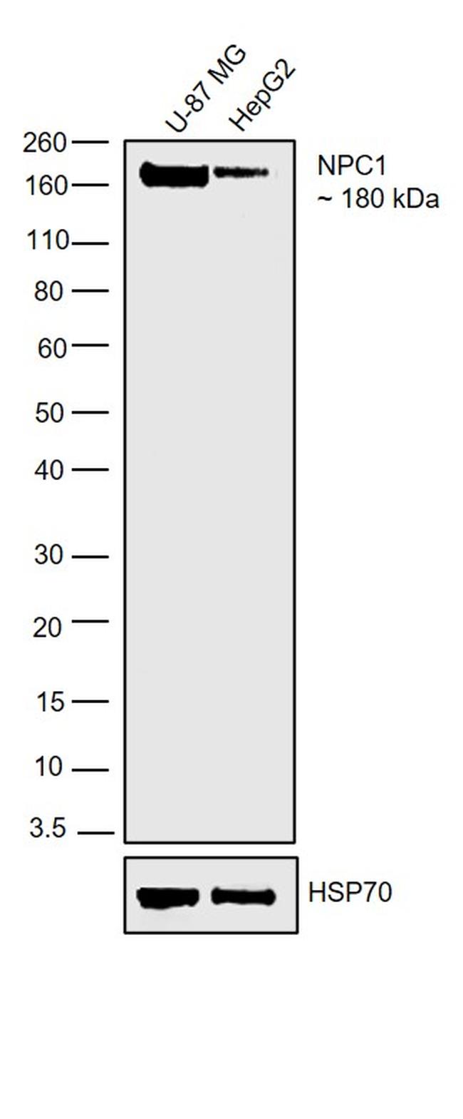 NPC1 Polyclonal Antibody (PA1-16817)