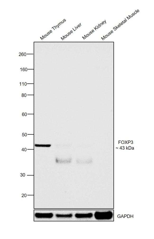 FOXP3 Polyclonal Antibody (PA1-16876)