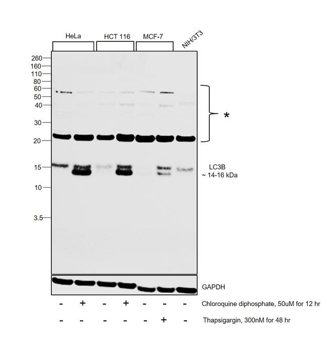 LC3B Polyclonal Antibody (PA1-16930)