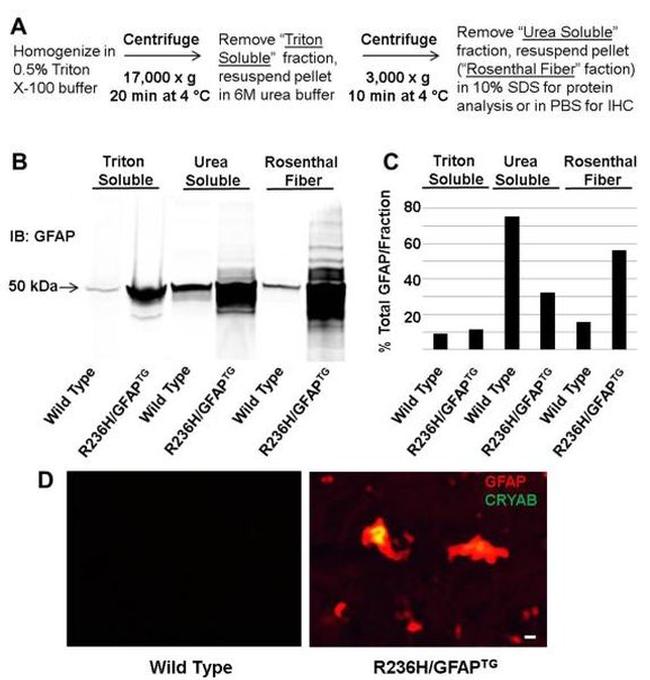 CRYAB Antibody (PA1-16950)
