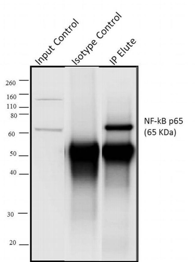 NFkB p65 Antibody (PA1-186)